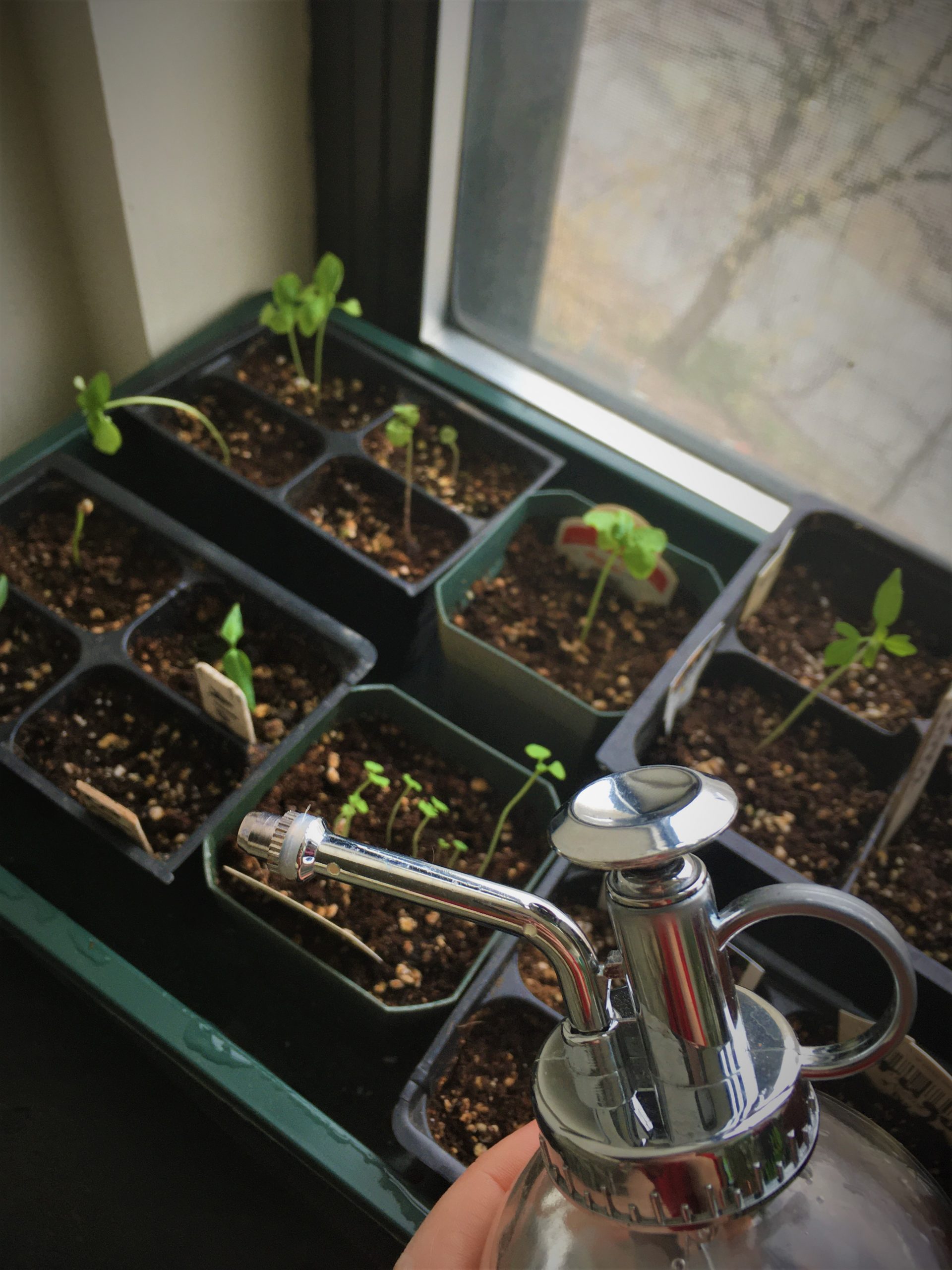 12 Seeds to Start Now for Your Survival Garden – The Sovereign Gardener